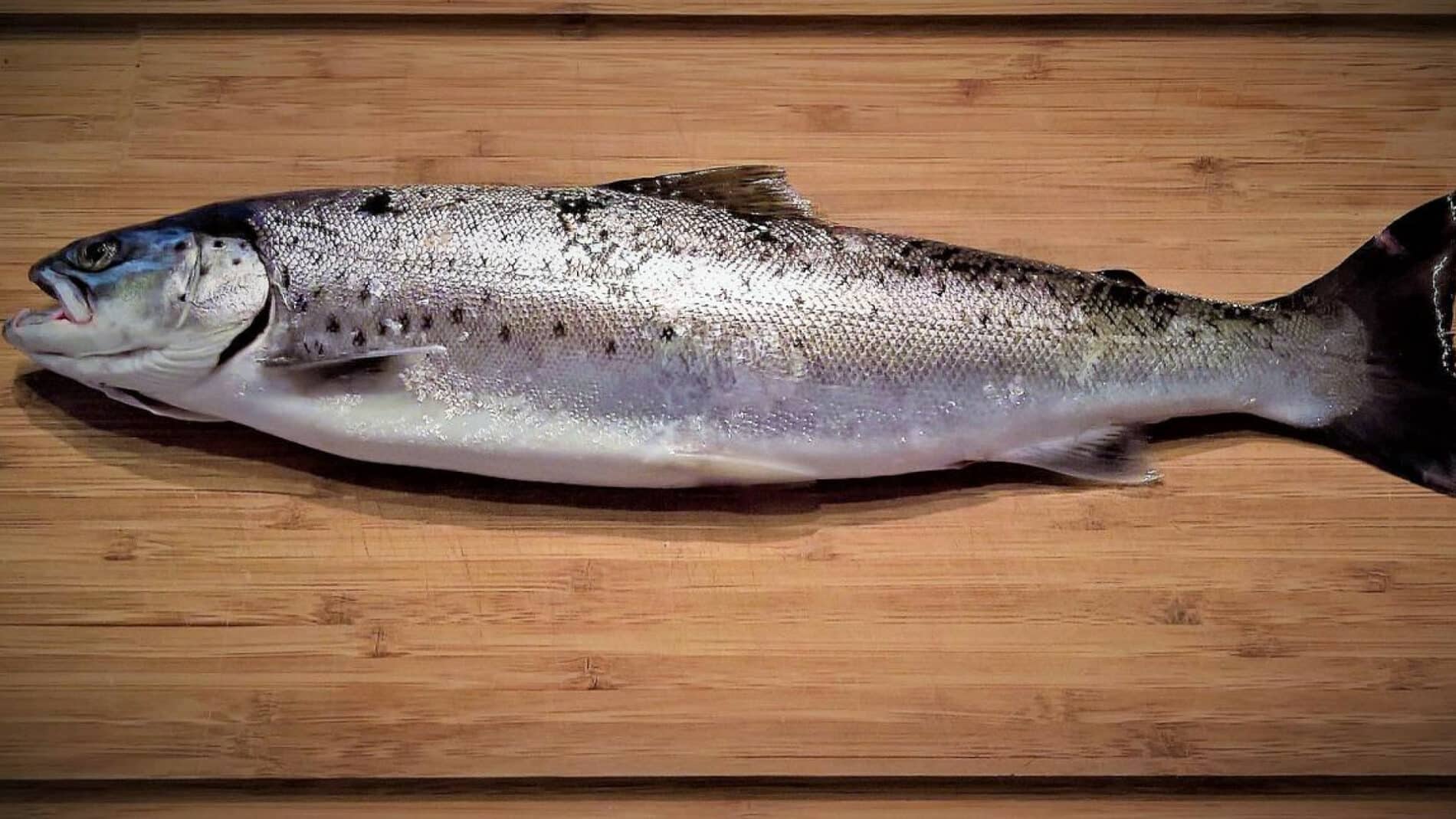 Recettes à base de truite fumée : pour une cuisine saine et équilibrée